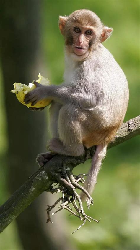 Luigi Mangione Sex Tape Scandal Internet In Meltdown Over Alleged ‘cinema Quality Videos The