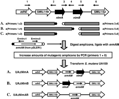 Allelic Replacement By Pcr Ligation Mutagenesis 13 Of Genes Nlmab Download Scientific