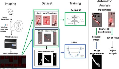 Deep Learning Based Classification And Segmentation Of Sperm Head And Flagellum For Image Based