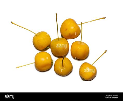 Early Variety Of Apples Small Yellow Apples On A White Background Summer Fruit Isolate