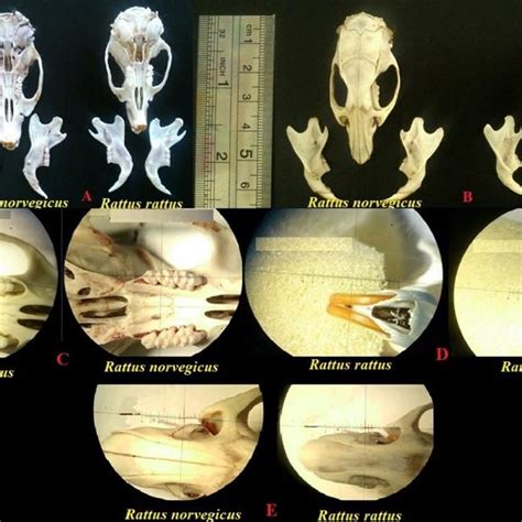 The Skulls Of R Rattus And R Norvegicus The Ventral A And Dorsal