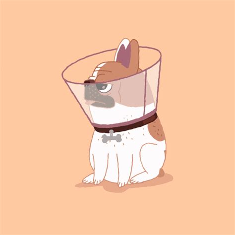 Cone Of Shame 