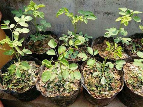 辣木籽盆栽 木瓜籽盆栽 辣木籽植物 第4页 大山谷图库