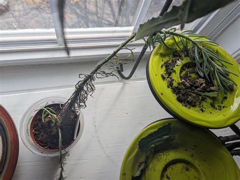 help what am i doing wrong r succulents