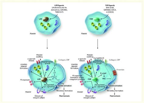 Lxr And Fxr Ligands Negatively Regulate Platelet Function Through Download Scientific Diagram