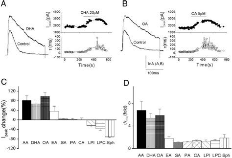 Effects Of Fatty Acids And Lipids On Hslo 2 Currents Macroscopic