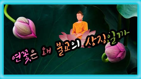 연꽃은 왜 불교의 상징일까 Youtube