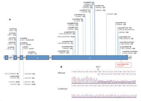 Dspp Mutation Analysis Dspp Mutations Are Indicated Against The Gene