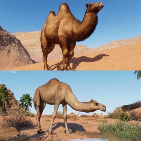 Dromedary And Bactrian Camels