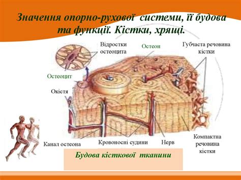 Опора та рух Значення опорно рухової системи її будова та функції Кістки хрящі презентация