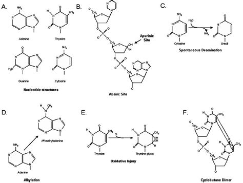 Nucleotide Examples