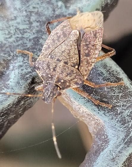 Unknown Brown Bug Halyomorpha Halys Bugguide Net