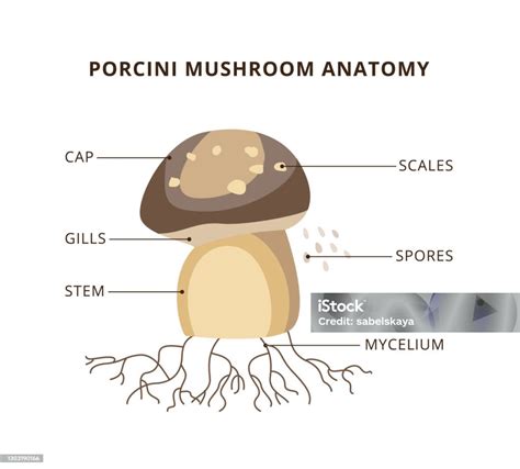 Mushroom Labeled