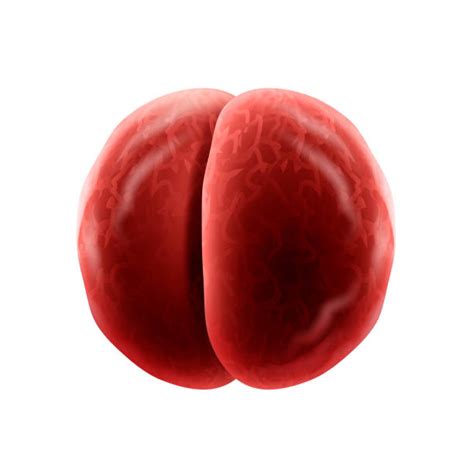 Diplococcus Illustrations Royalty Free Vector Graphics And Clip Art Istock