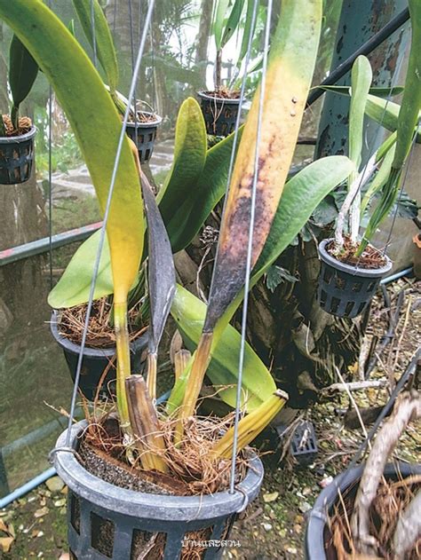 โรคพืช ระบาดหน้าฝน ต้องเฝ้าระวัง บ้านและสวน