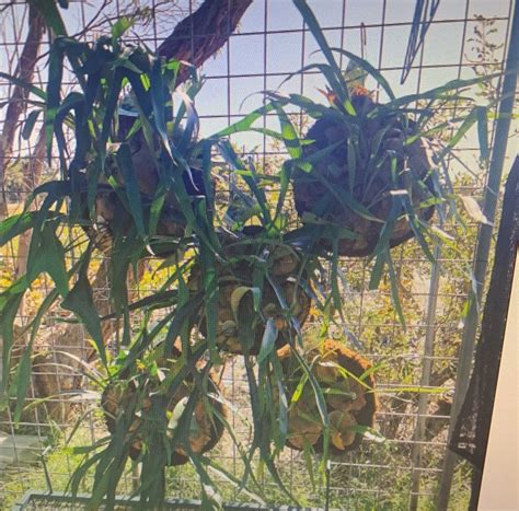 Staghorn Staghorn Indoor Vibe