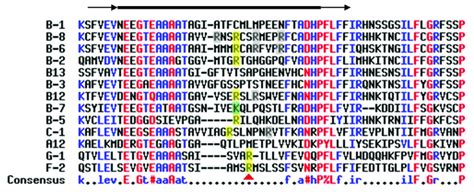 multiple alignment of 13 serpin reactive center loops rcl multiple