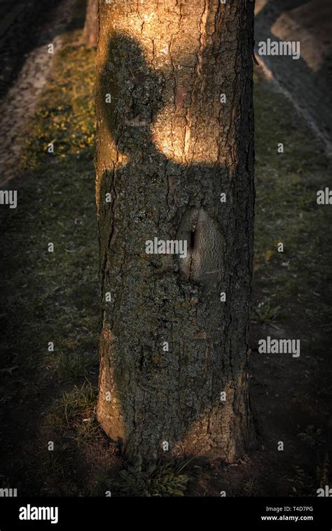 Tree Shadow With Sun Hi Res Stock Photography And Images Alamy