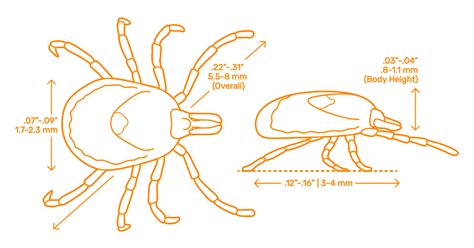 Lone Star Tick Amblyomma Americanum Dimensions And Drawings
