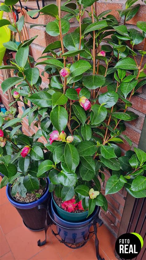 Mi Opinión Sobre El Flower Substrato Plantas Ácidas De 5l 2025