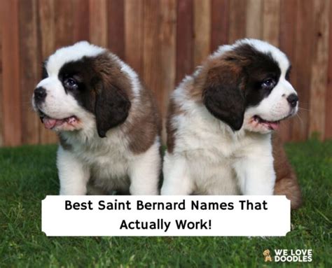 100 Best Saint Bernard Names With Meaning We Love Doodles