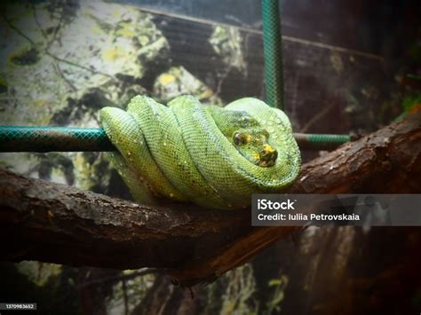 Python Pohon Hijau Melingkar Di Pohon Mati Pythonidae Keluarga Ular Tidak Berbisa Foto Stok