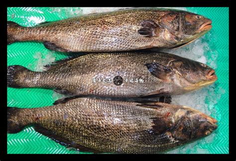 安平丸滿幸福海物 現流箱網 黃口鮸魚