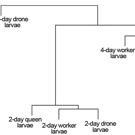 The Gene Clustering Tree Of 2 And 4 Day Drone Worker And Queen Larvae Download Scientific