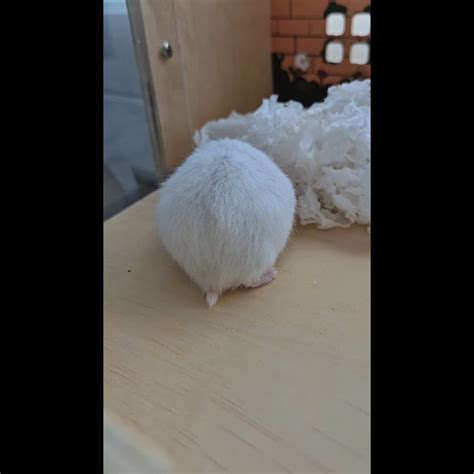 누구누구 엉덩이 정글리안햄스터 푸딩 펄 햄스터 Youtube