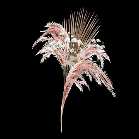 25000 Pampass Grass Pictures