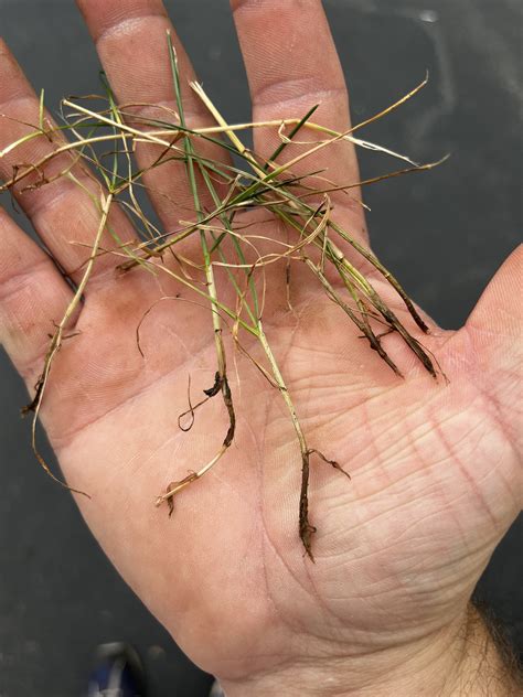 Grass Is Pulling Out By Hand Lawn Care Forum