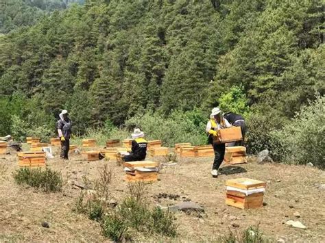 央视直播间点名种草的西昌特产 请收下来自大山的这抹甜