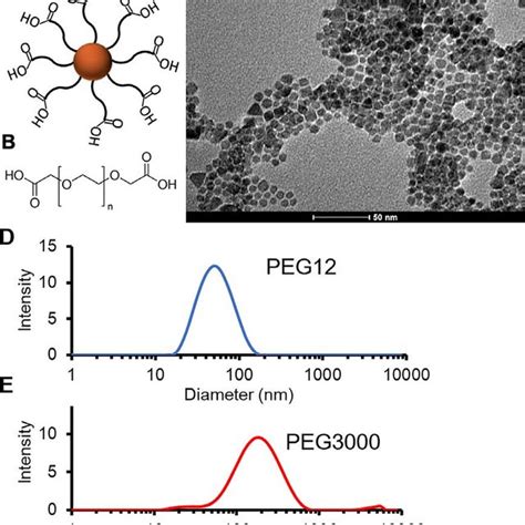 A Core Shell Mnps Comprised Of An Fe 3 O 4 Monocore With Brush Type Download Scientific