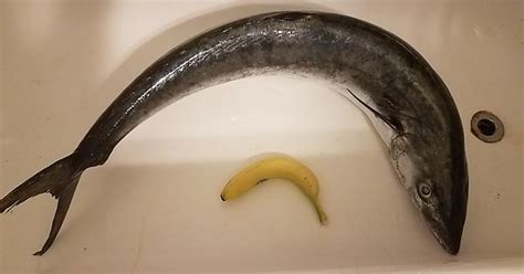 My Dad Sometimes Works For Food He Brought This To My Hubs And I To