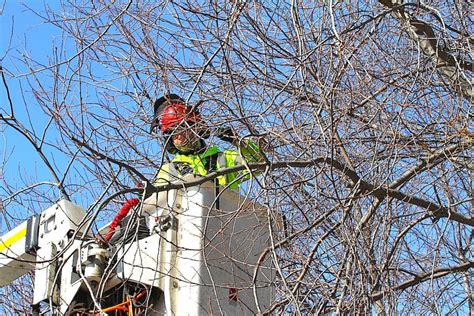 Tree Pruning Efforts Kick Into High Gear In The City Of Red Deer Red Deer Advocate