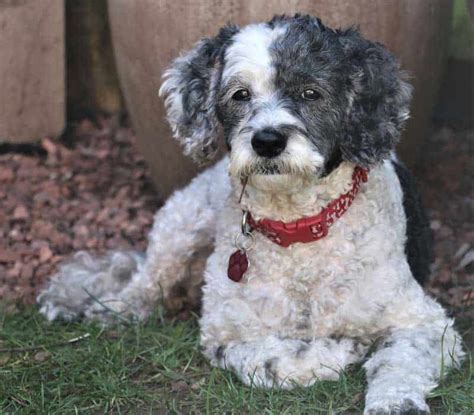 Do Cockapoo Dogs Bark A Lot