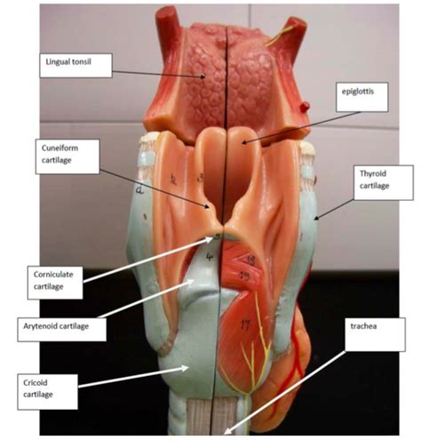 Corniculate Cartilage Model