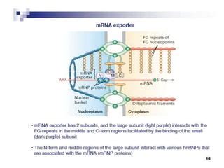 Rna Processing PPT
