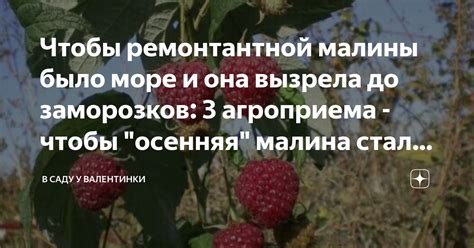 Чтобы ремонтантной малины было море и она вызрела до заморозков 3 агроприема чтобы осенняя