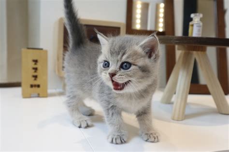 브리티쉬숏헤어레이