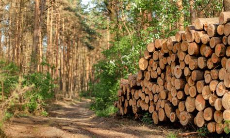 Laws Against Deforestation