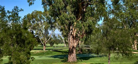 Course Scone Golf Club