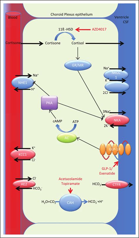The Major Ion Channels Responsible For CSF Secretion In The Choroid Download Scientific Diagram