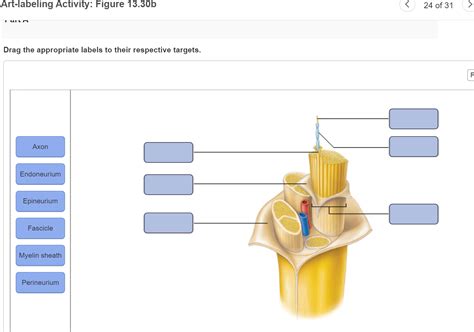 Solved Art Labeling Activity Figure 1318a Drag The