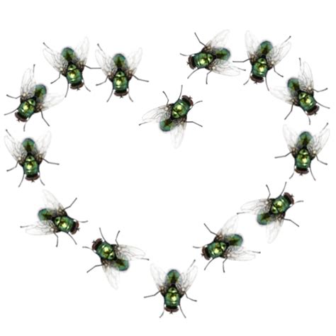 Набор стикеров «Насекомые Telegram