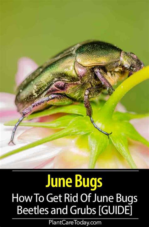 How To Get Rid Of June Bugs Beetles And Grubs Guide