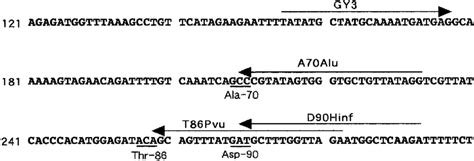 The Location Of Primers For Rapid Detection Of Point Mutations In The Download Scientific