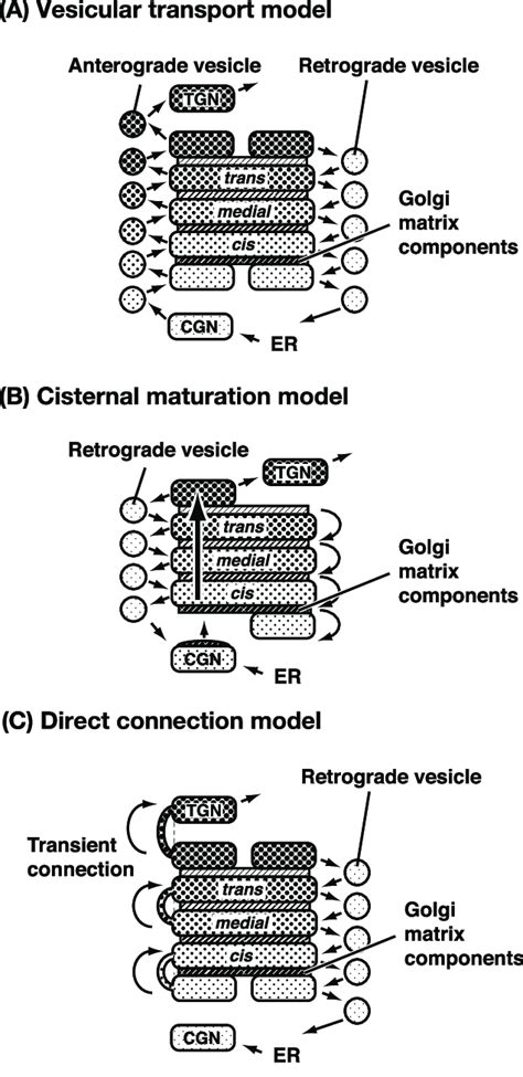 Intercisternal Transport And Dynamics Of Golgi Matrix Components A In