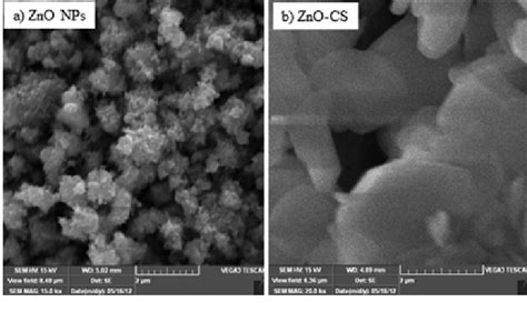 Sem Analysis A Zno Nanoparticles And B Zno Cs Nanocomposites Download Scientific Diagram