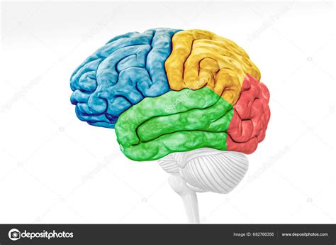 Cerebral Cortex Lobes Color Profile View Isolated White Background